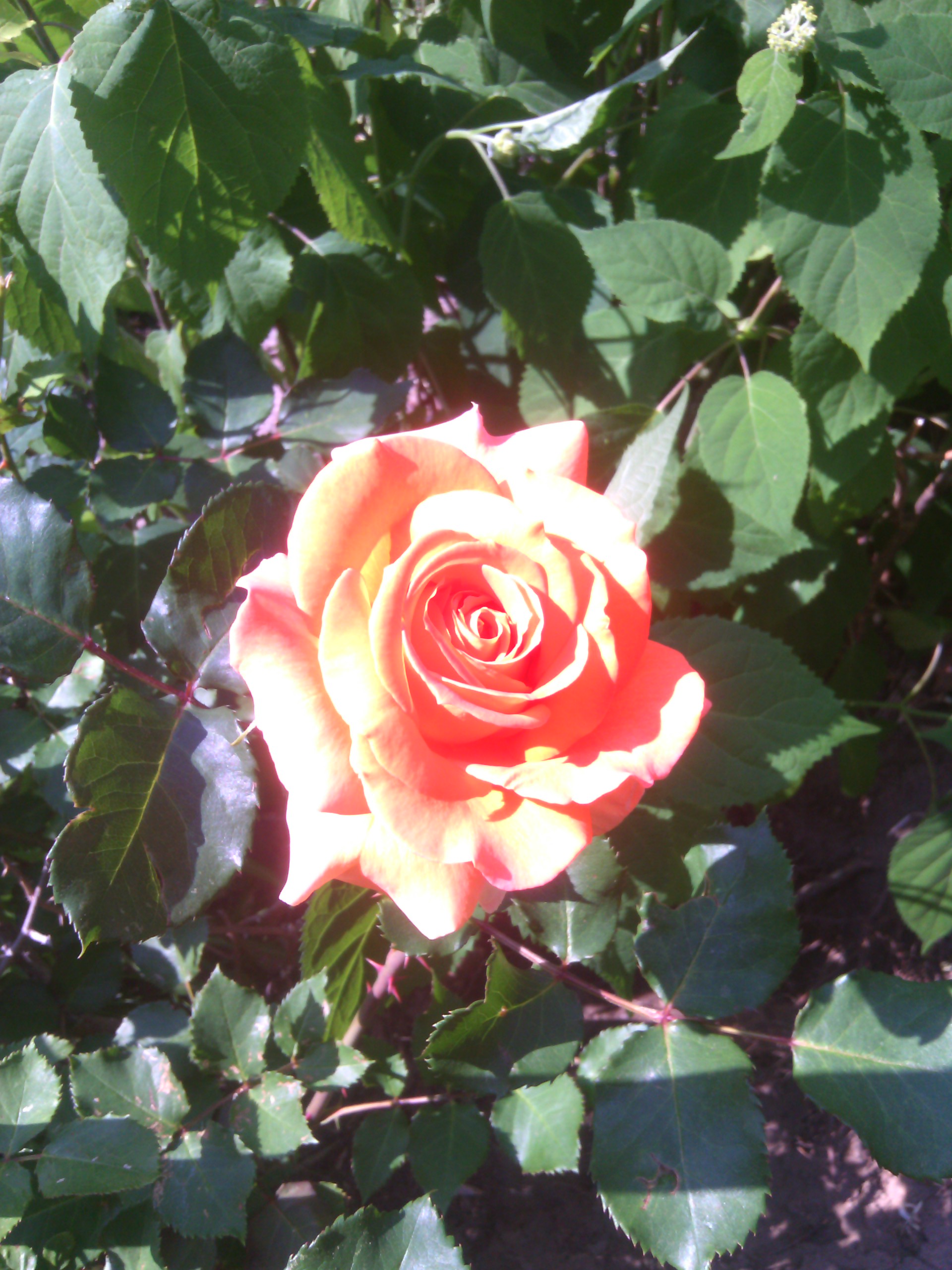 Here, There and Everywhere – Hillary Volk, Invoking the Muse